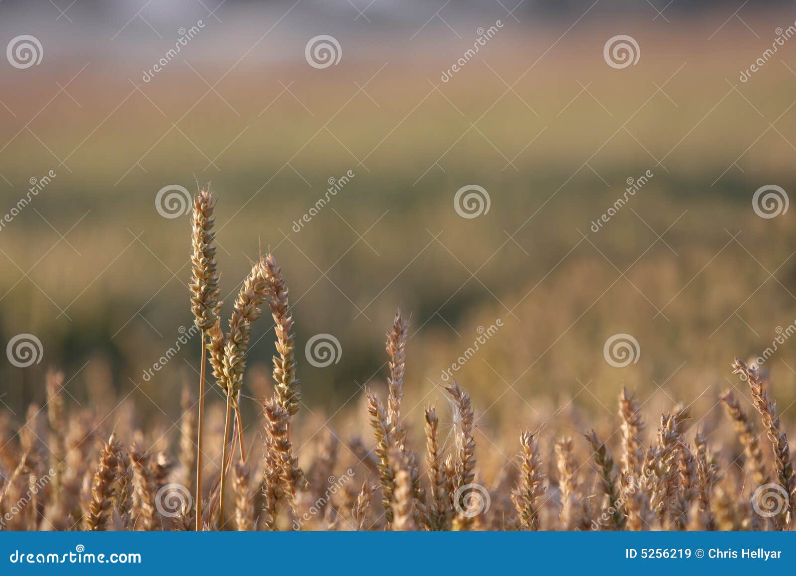 Wheat stock image. Image of details, closeup, growing - 5256219