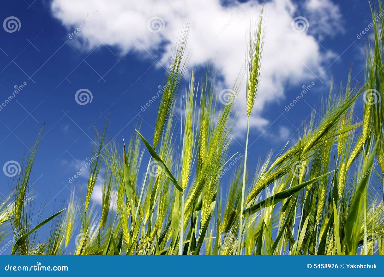 Wheat stock photo. Image of farm, idyllic, growth, life - 5458926