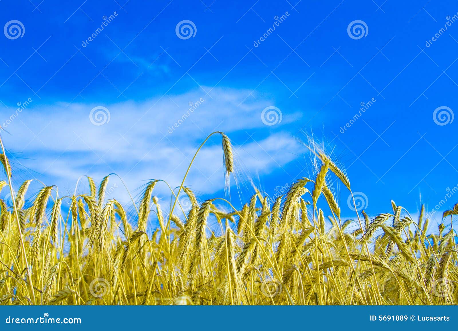 Wheat stock image. Image of land, rural, growth, outdoors - 5691889