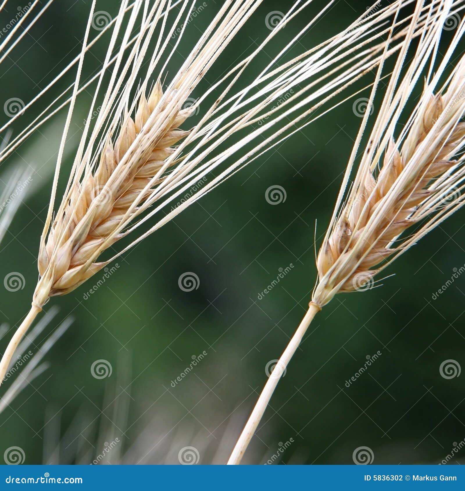 Wheat stock photo. Image of nature, stems, straw, green - 5836302