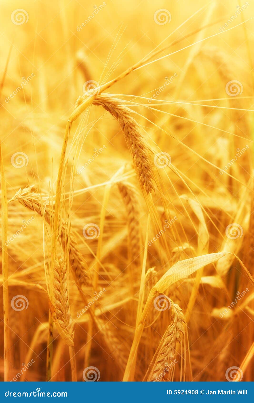 Wheat stock photo. Image of golden, plant, harvest, cornfield - 5924908