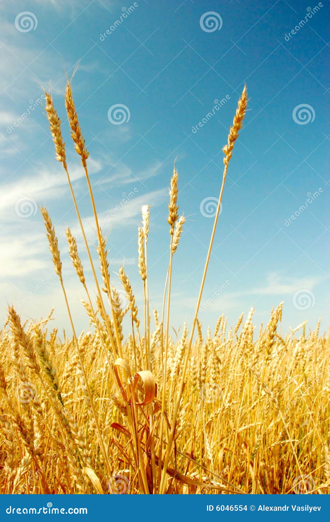 Wheat stock photo. Image of corn, field, ground, agriculture - 6046554