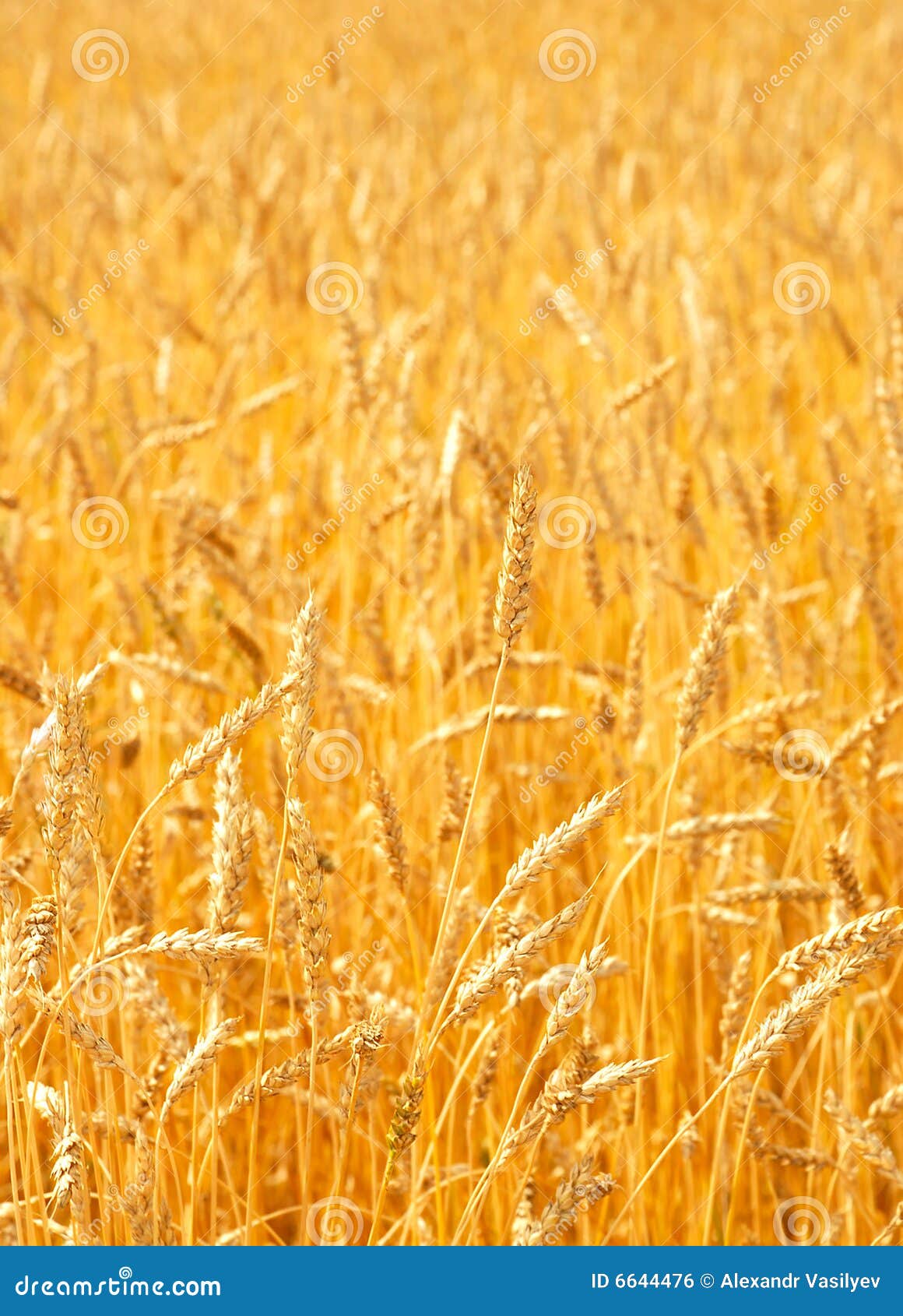 Wheat stock photo. Image of natural, ripe, growth, harvest - 6644476