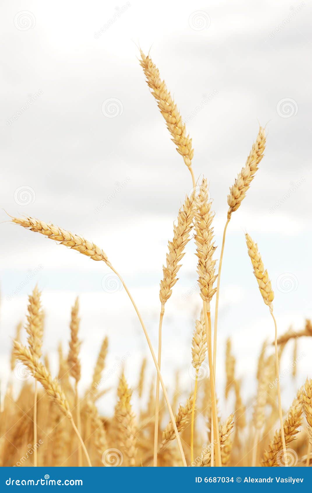 Wheat stock photo. Image of nature, agriculture, landscape - 6687034