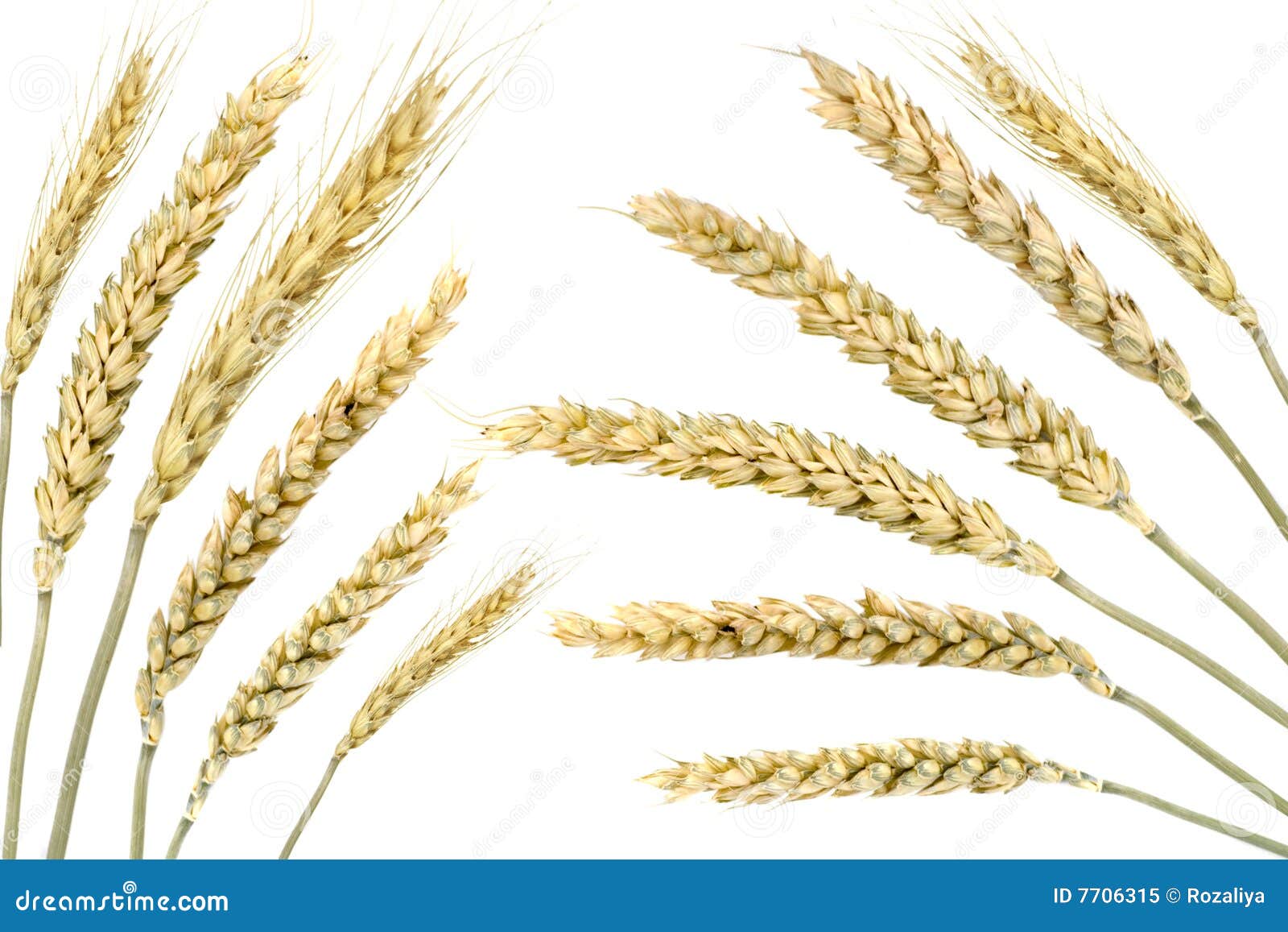 Wheat stock image. Image of isolated, growing, baking - 7706315