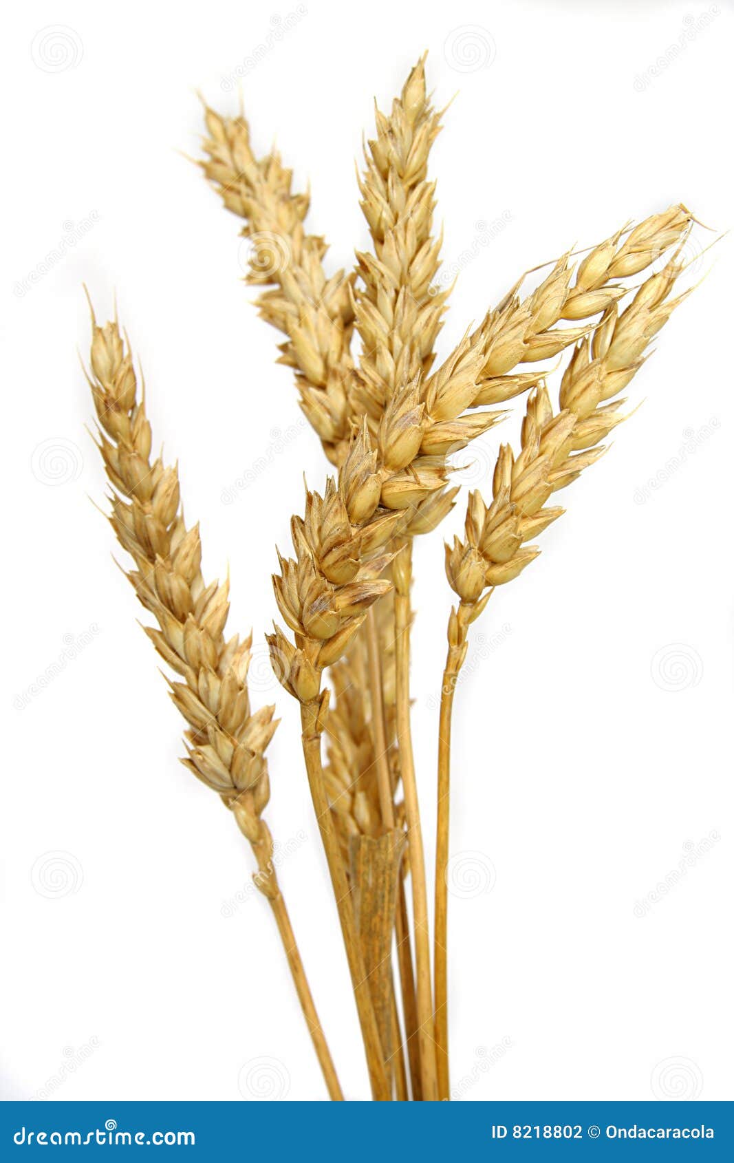 Wheat stock photo. Image of agriculture, wheat, grain - 8218802