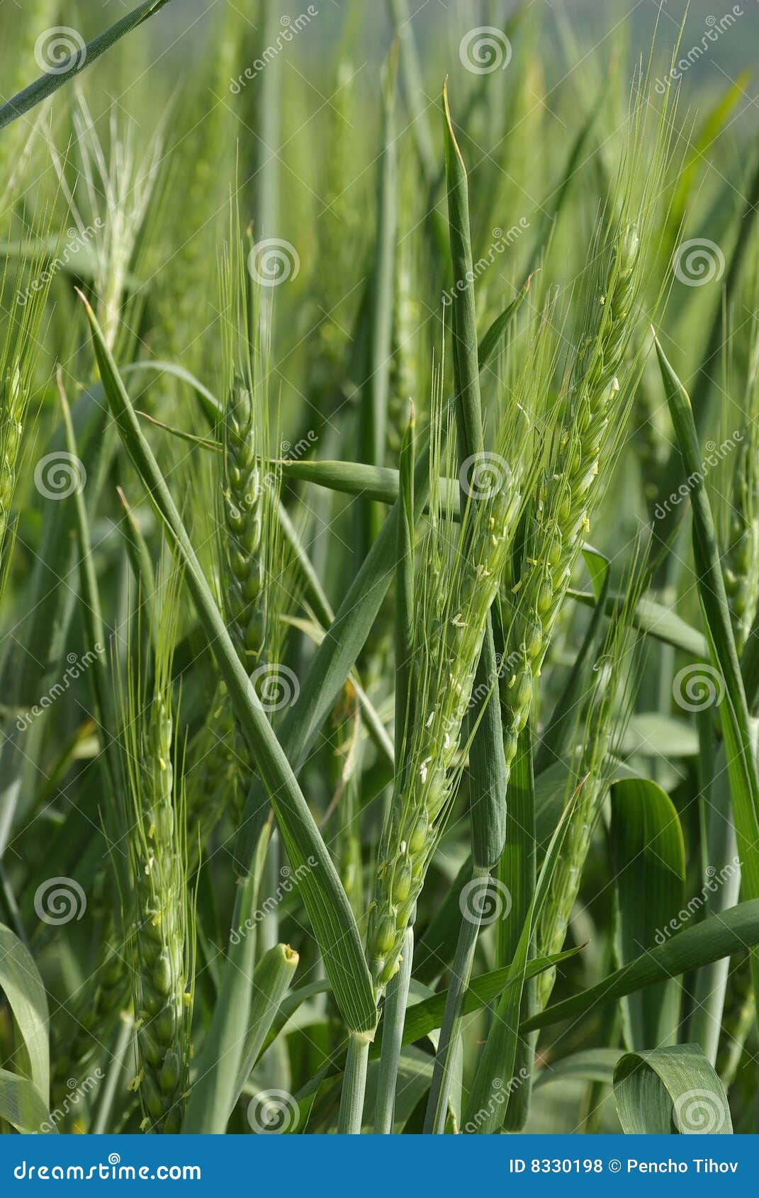 Wheat stock photo. Image of flower, food, field, blossom - 8330198