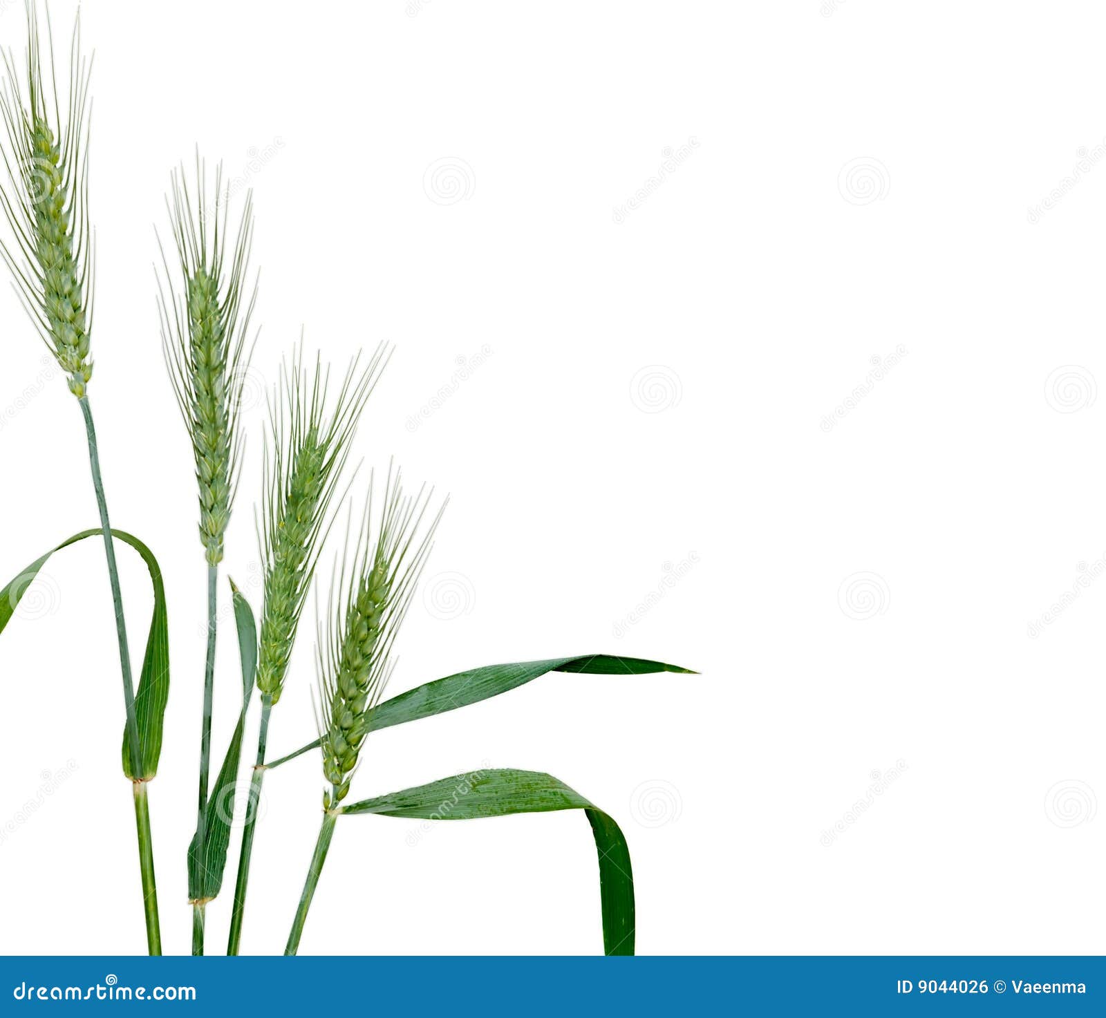 Wheat stock photo. Image of wheat, cultivation, isolated - 9044026
