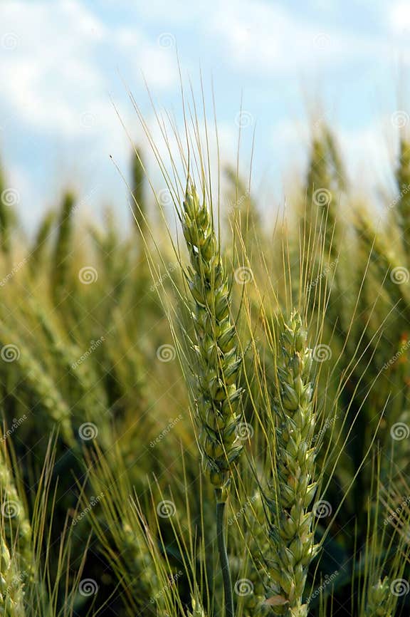 Wheat stock image. Image of seed, wheat, hull, cereal, july - 931535