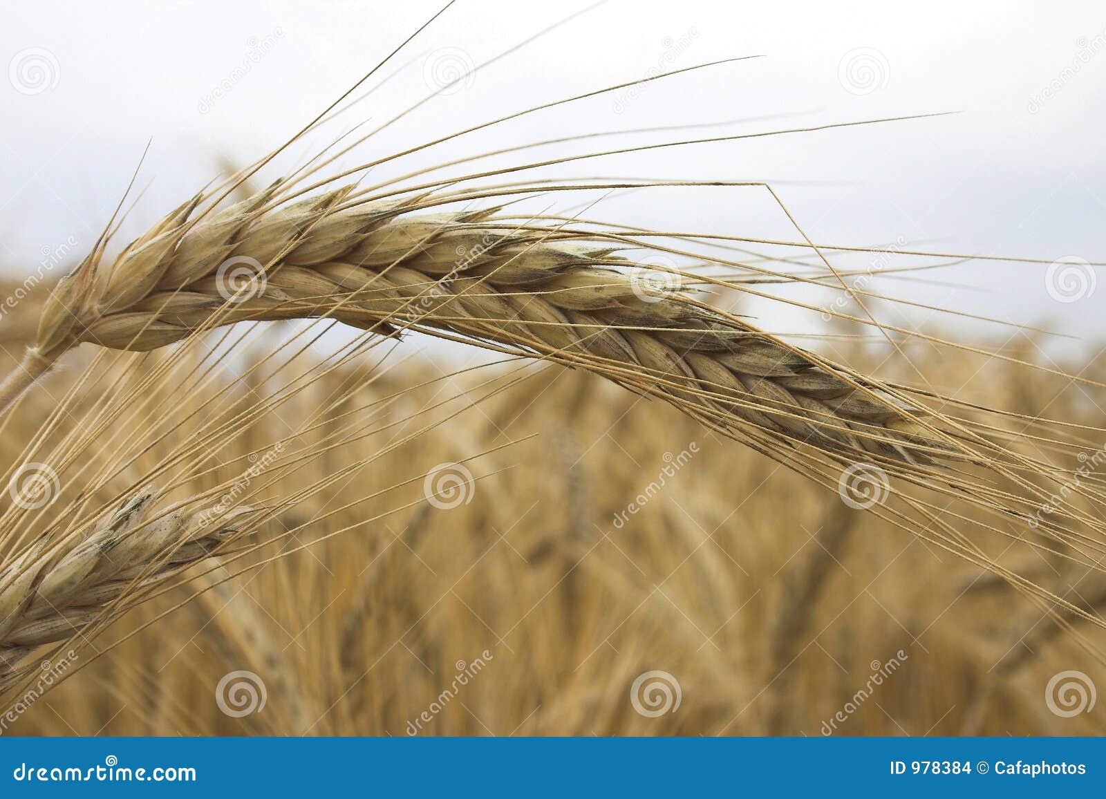 148 Chaff Detail Stock Photos - Free & Royalty-Free Stock Photos from ...