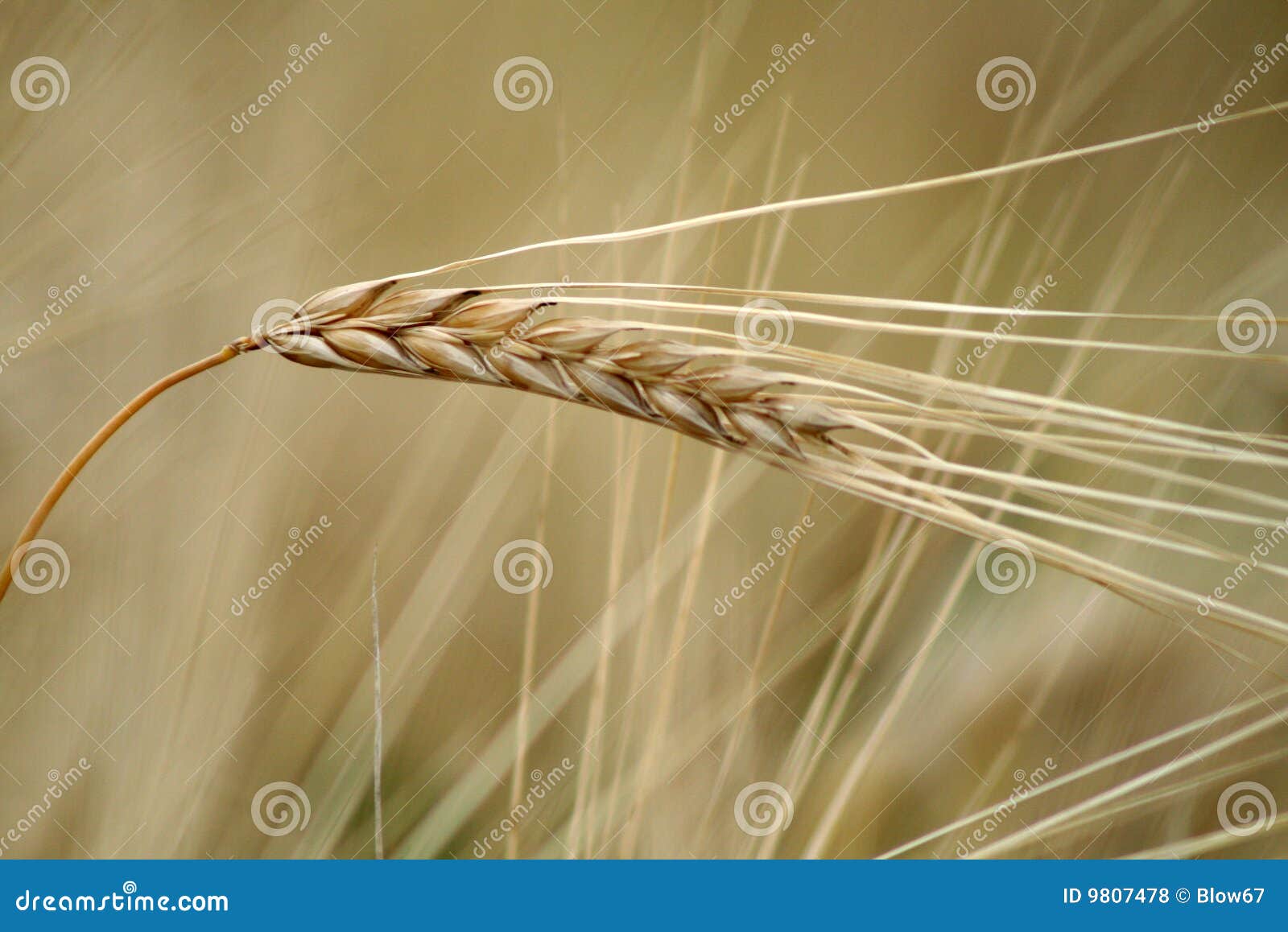 Wheat Picture. Image: 9807478