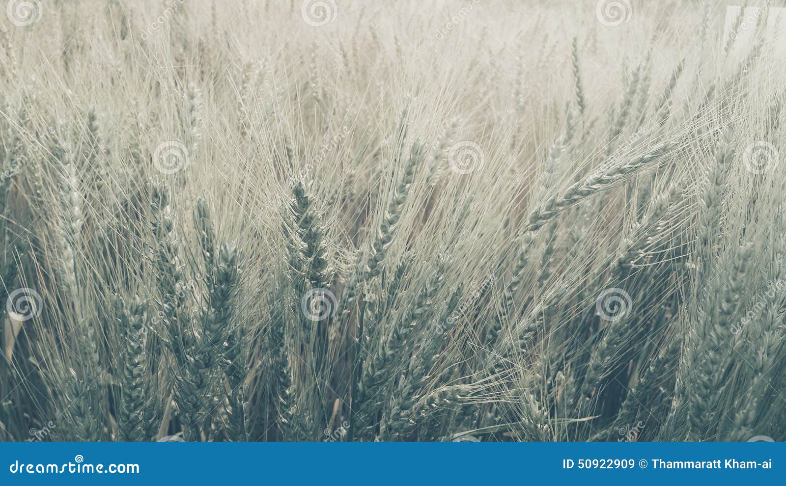 Wheat stock image. Image of wallpaper, wheat, blue, rice - 50922909