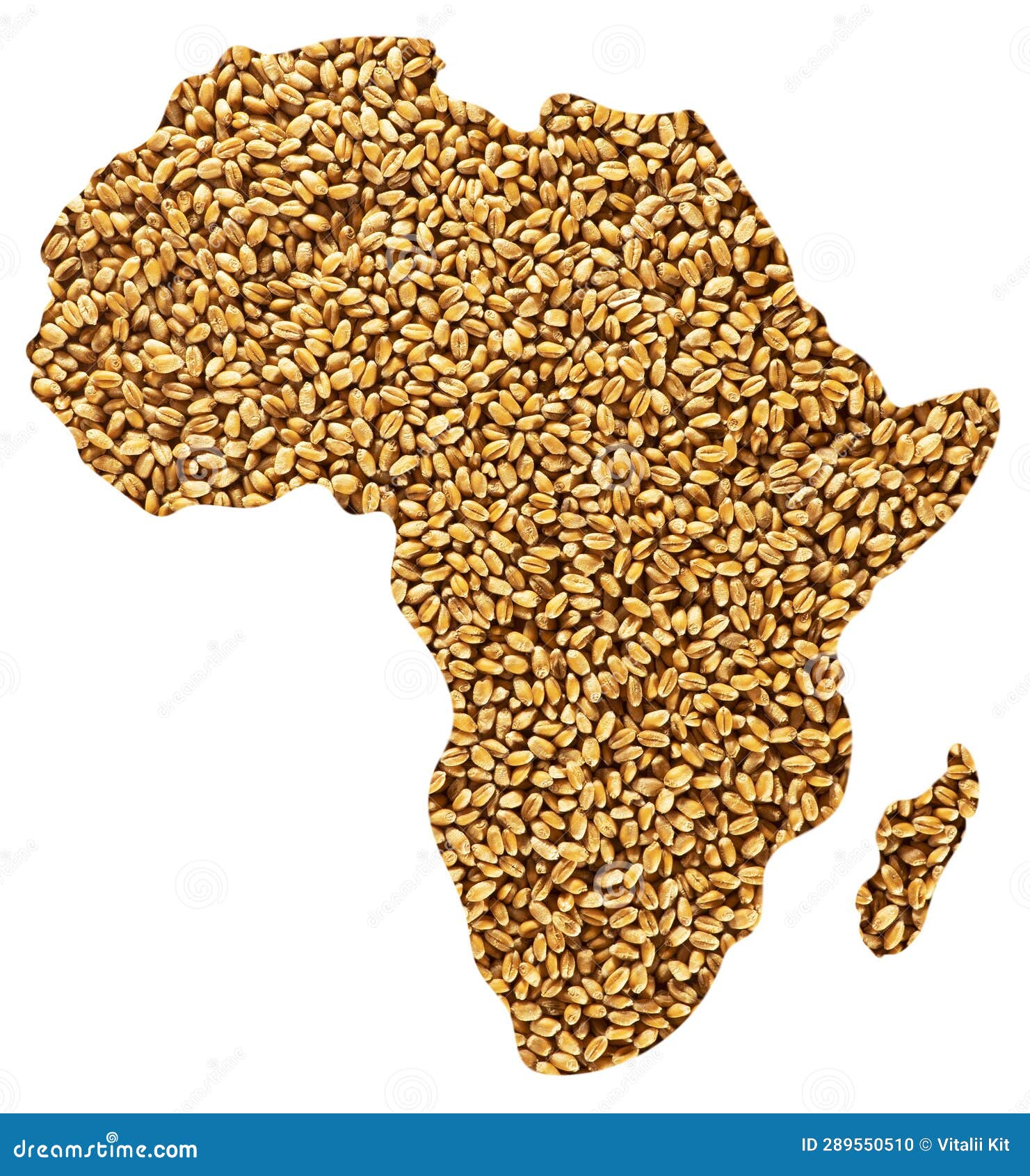 Wheat on the African Continent. Map of Africa and Wheat Grains Stock ...