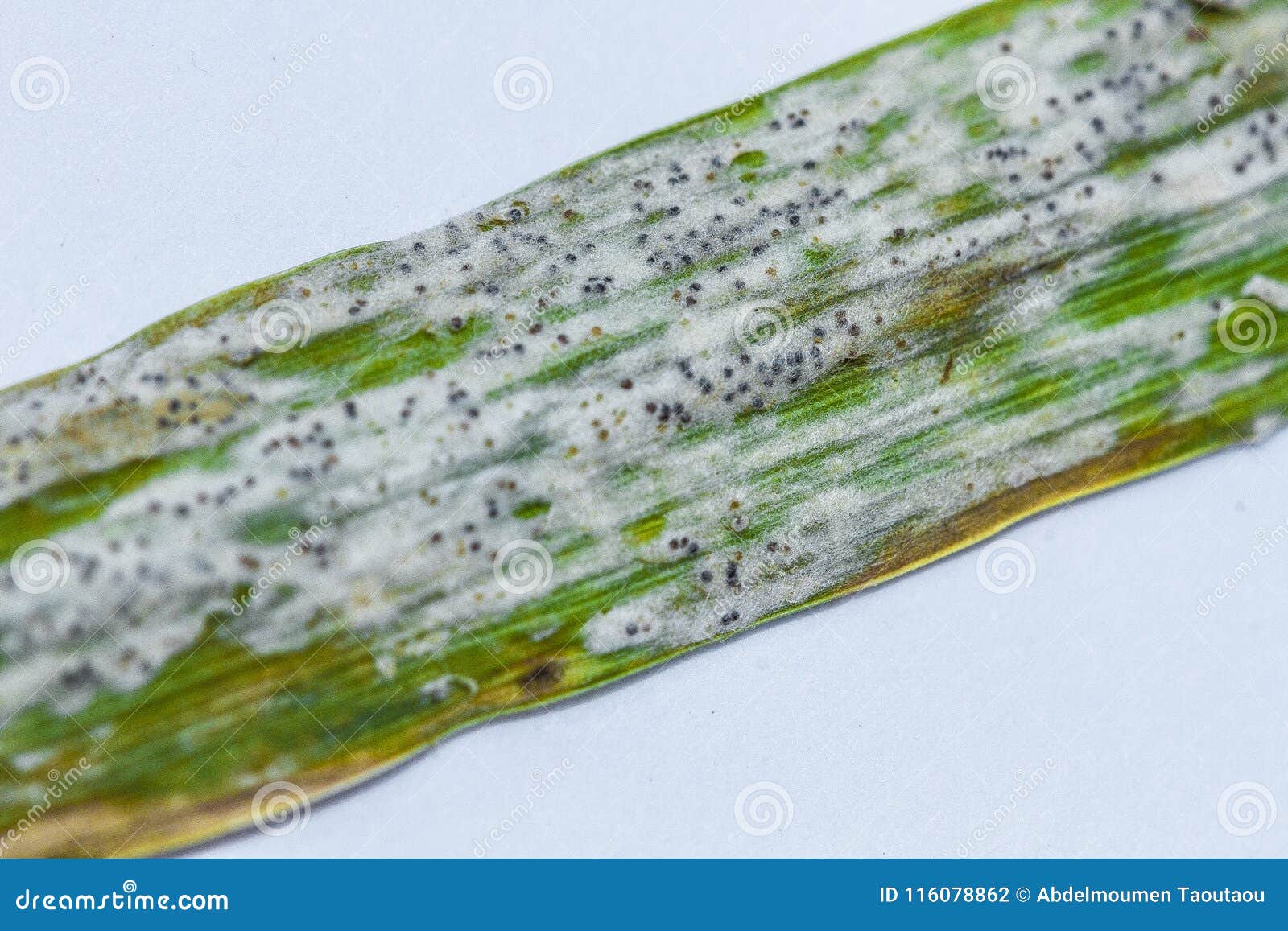 Powdery mildiew on cereal stock photo. Image of agronomical - 116078862