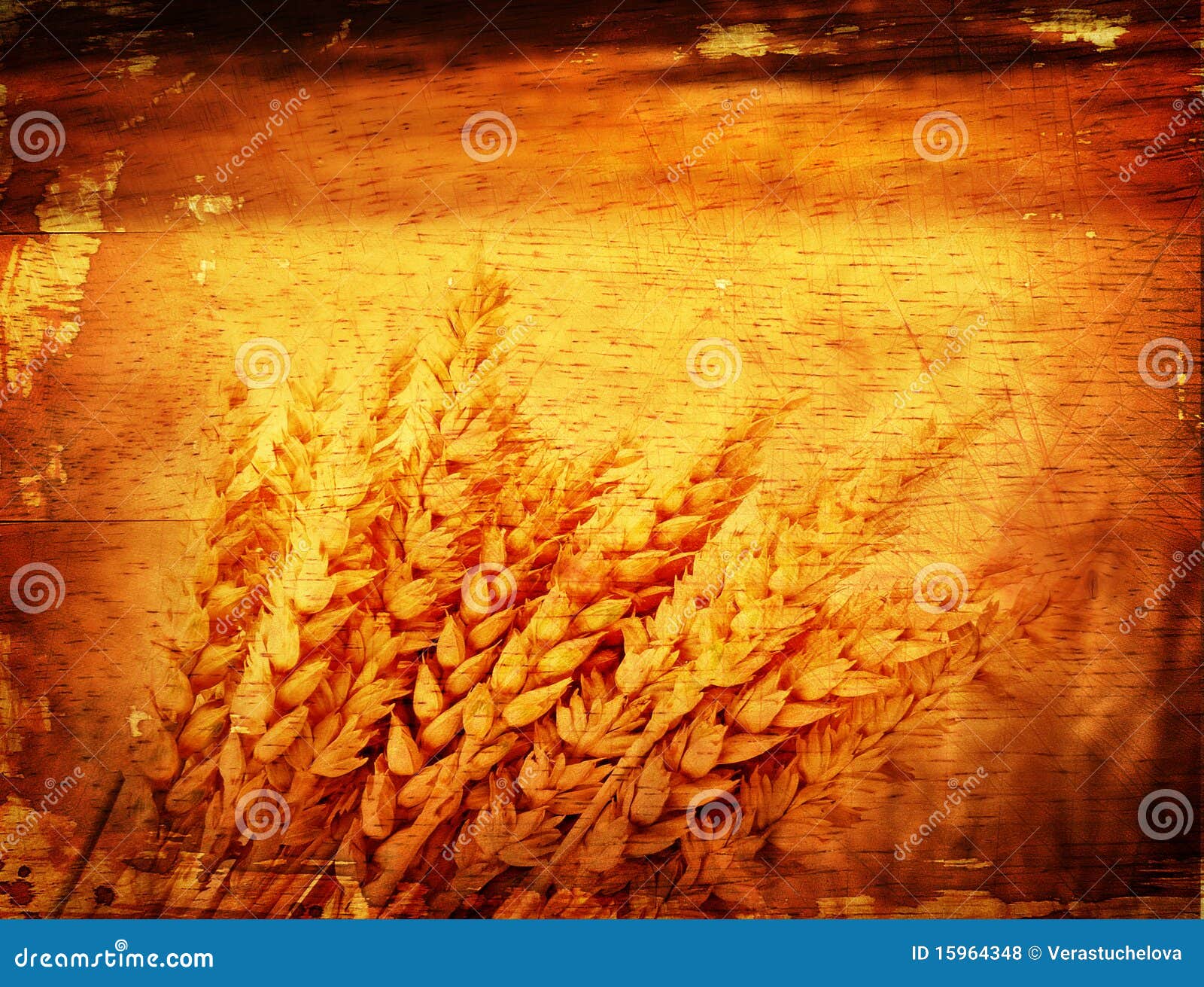 Wheat background stock photo. Image of agriculture, farm - 15964348