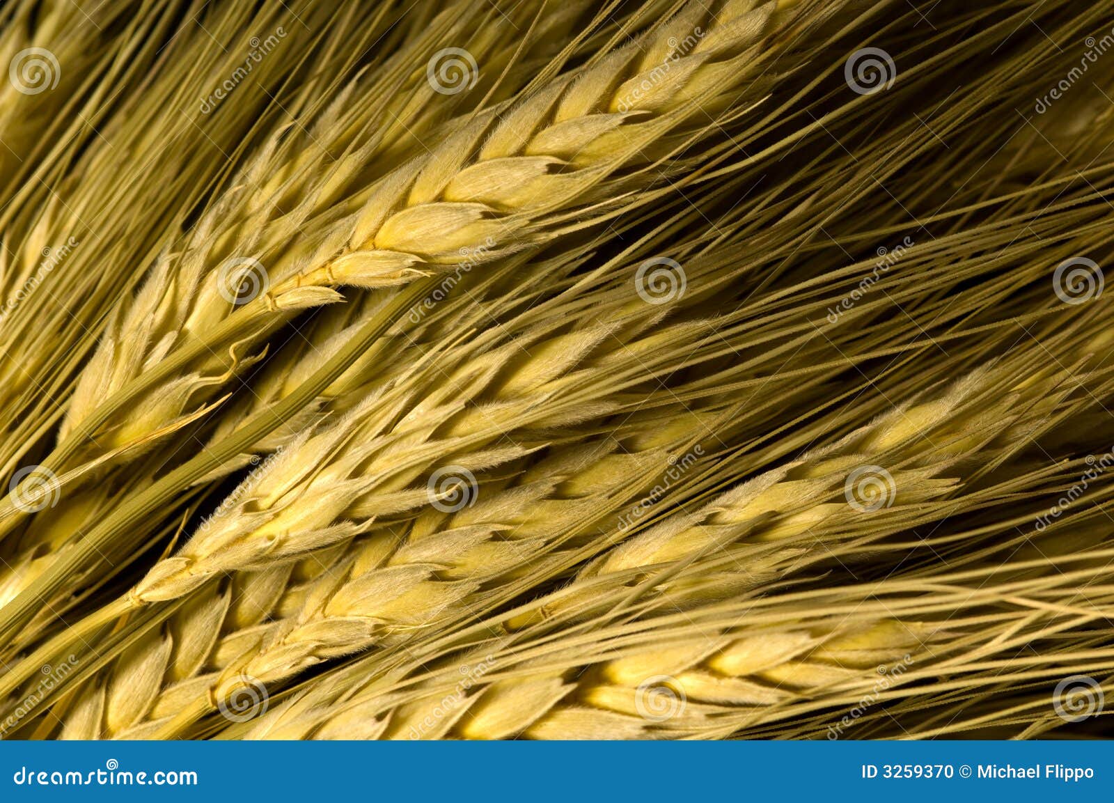 Wheat Background stock photo. Image of ingredient, item - 3259370
