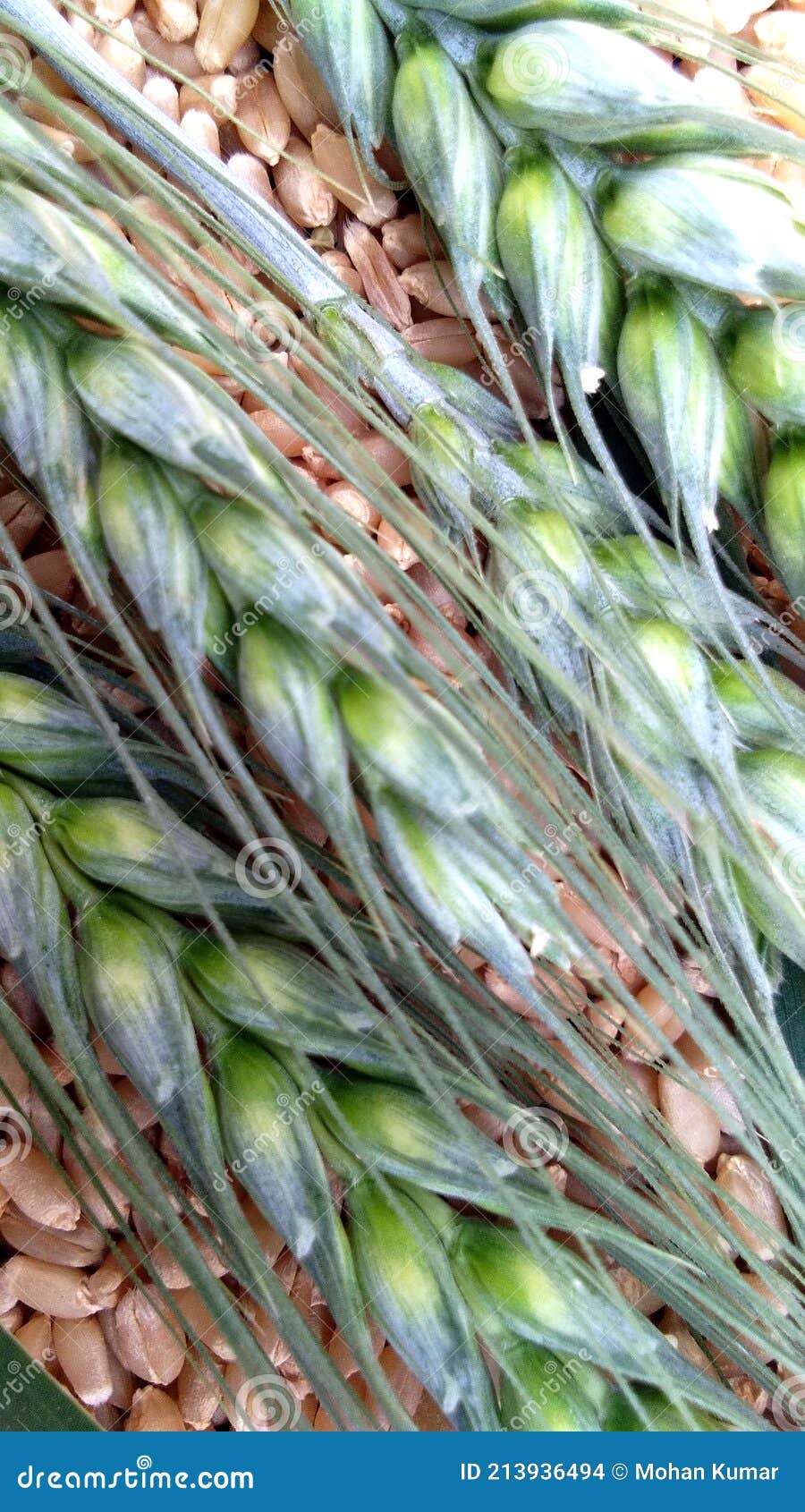 Wheat Background Green Buds Close Up Stock Photo - Image of multiple ...