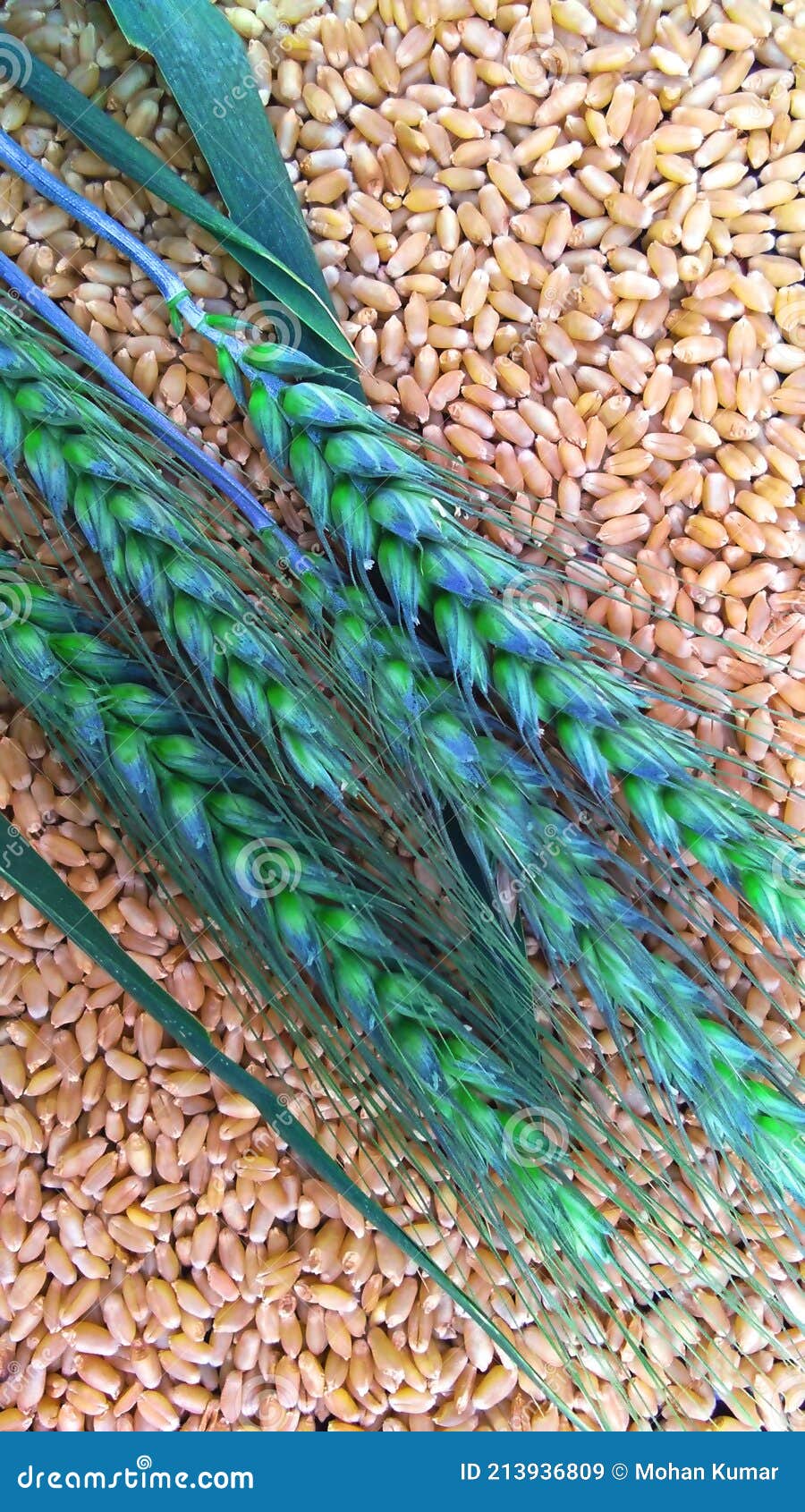 Wheat Background Wheat Buds Stock Image - Image of quality, high: 213936809
