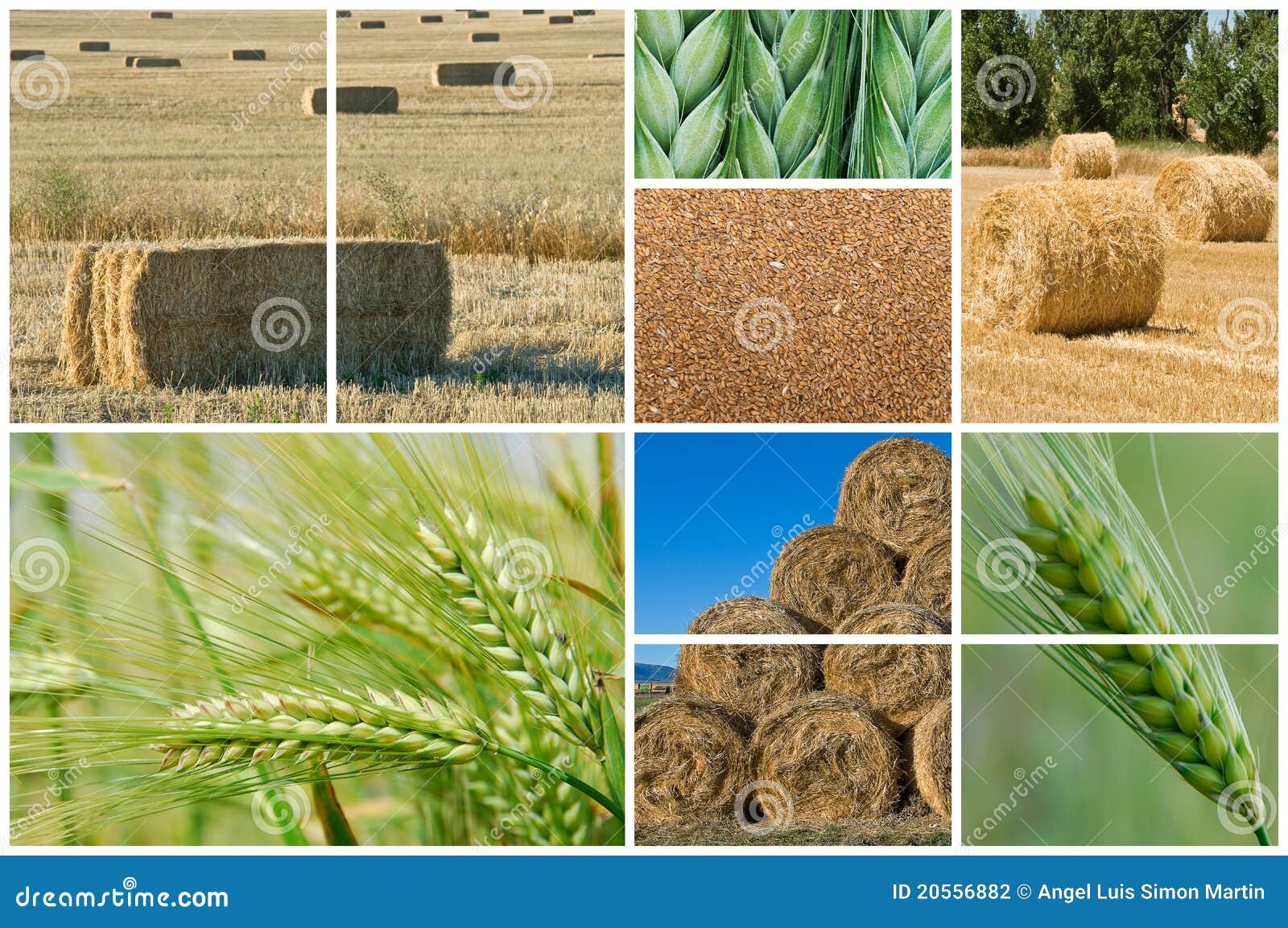 Wheat and barley. stock photo. Image of collage, barley - 20556882