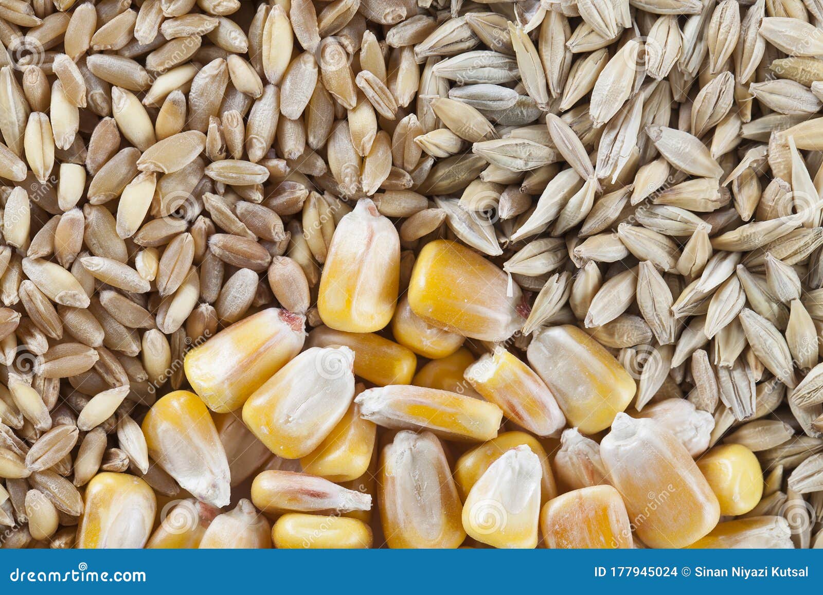 Group of Wheat, Barley and Corn Stock Photo - Image of cereal, corn ...