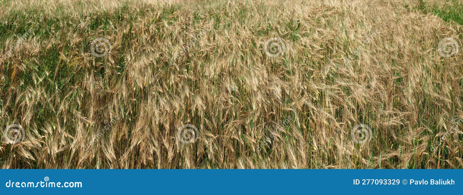Wheat and Barley Ears in a Mixture Close-up, Top Down View. Background ...