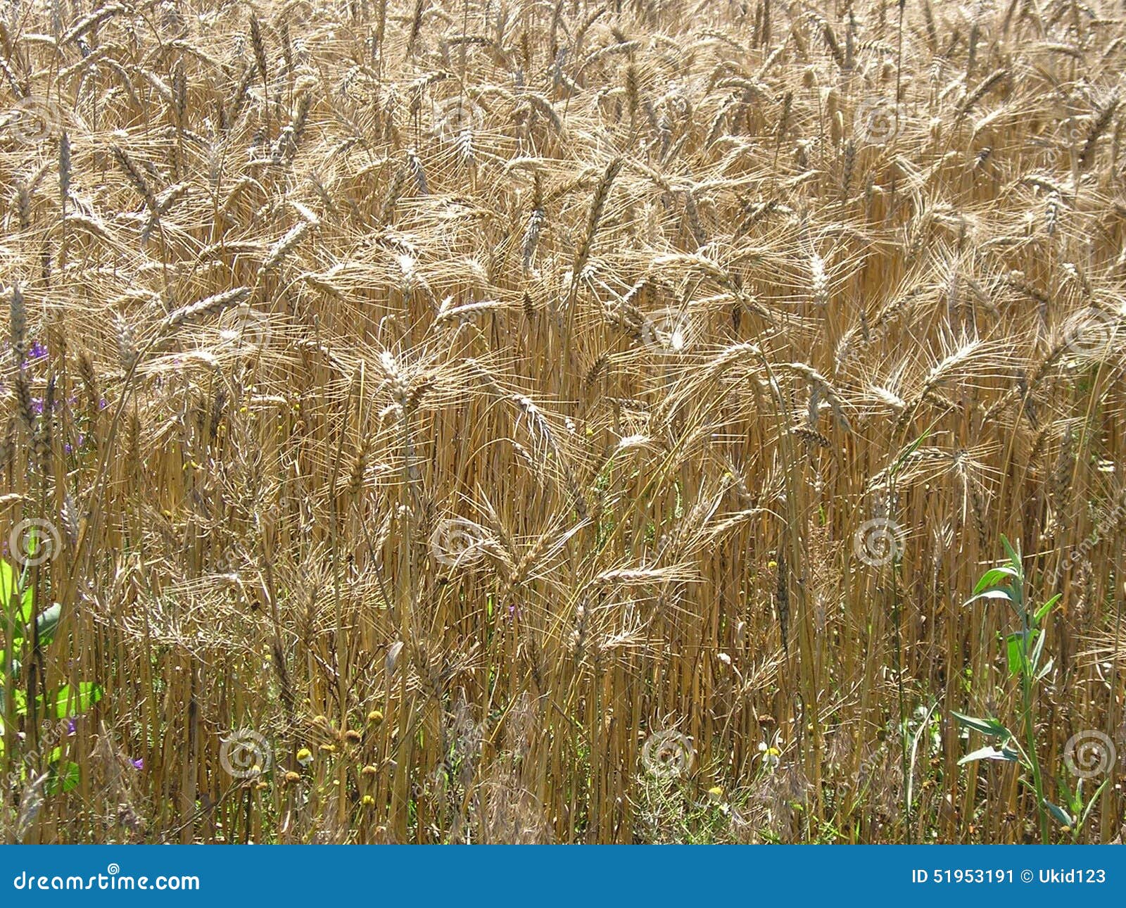 Wheat barley grains stock image. Image of plants, gold - 51953191