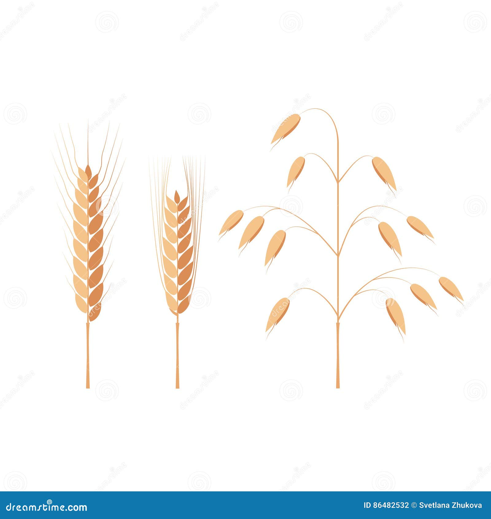 Wheat, barley and oat ears stock vector. Illustration of cereal - 86482532