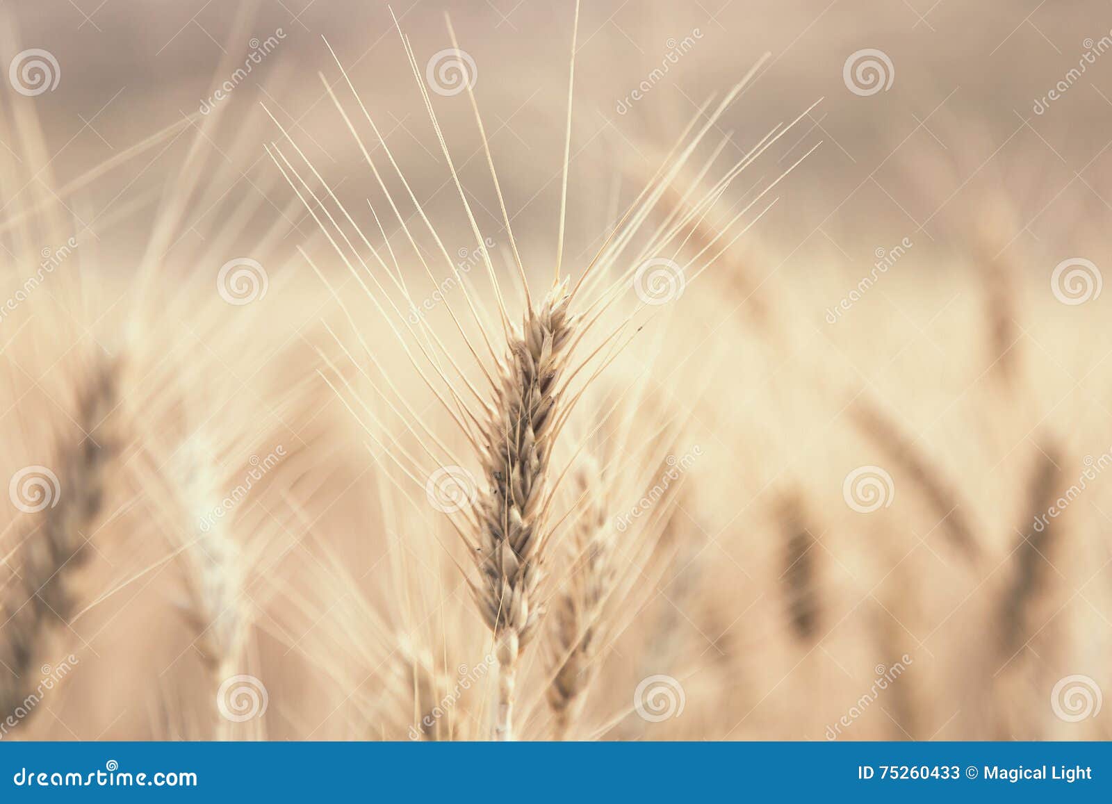 Wheat Beards. stock image. Image of closeup, beard, agriculture - 75260433