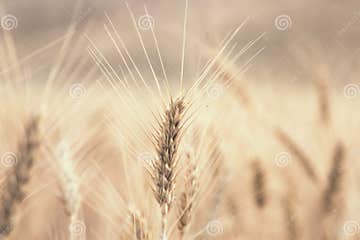 Wheat Beards. stock image. Image of closeup, beard, agriculture - 75260433