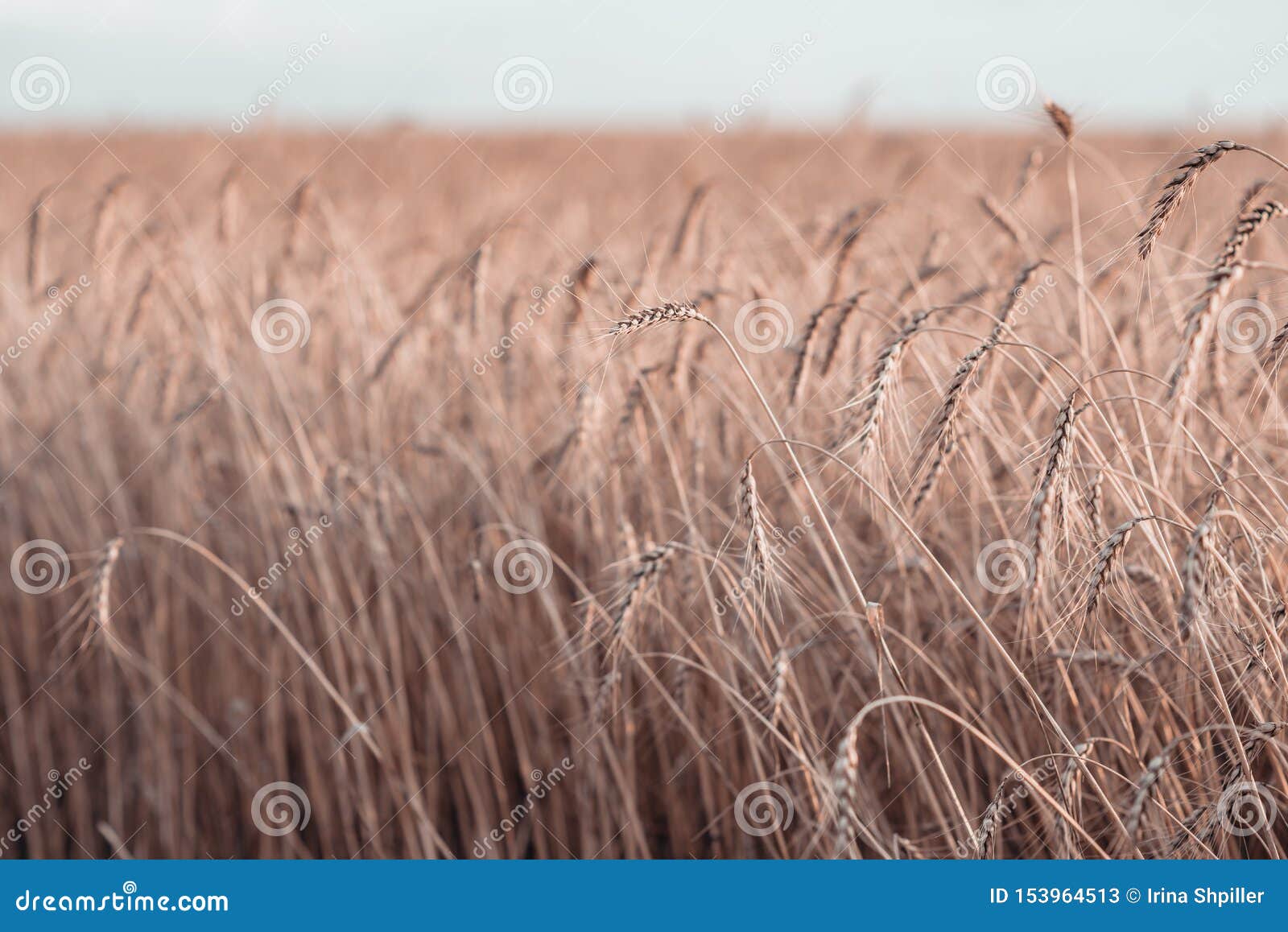 Wheat Beards in Wheat Field Summer Time Stock Image - Image of harvest ...