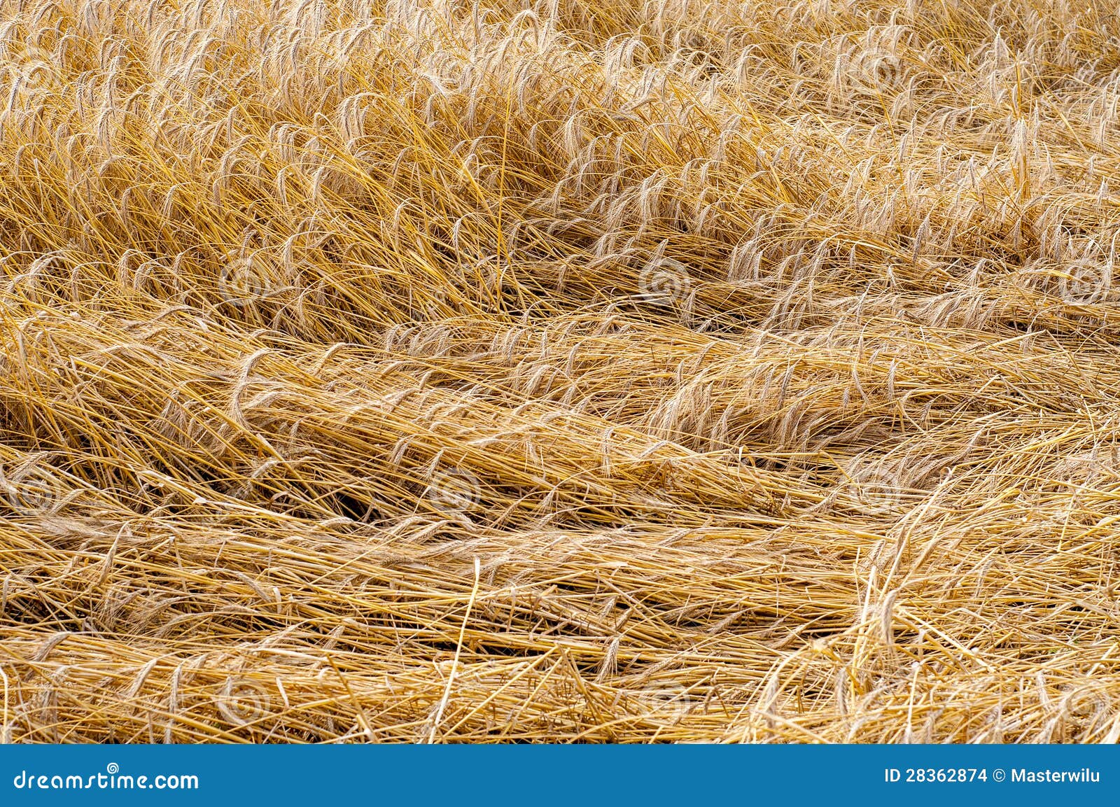 Wheat beaten down stock photo. Image of gold, corn, healthy - 28362874