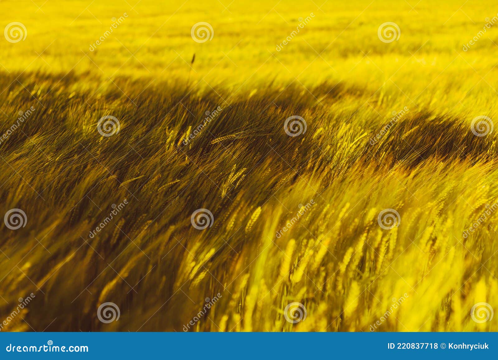 Wheat Billowing in the Wind Stock Photo - Image of alternative ...