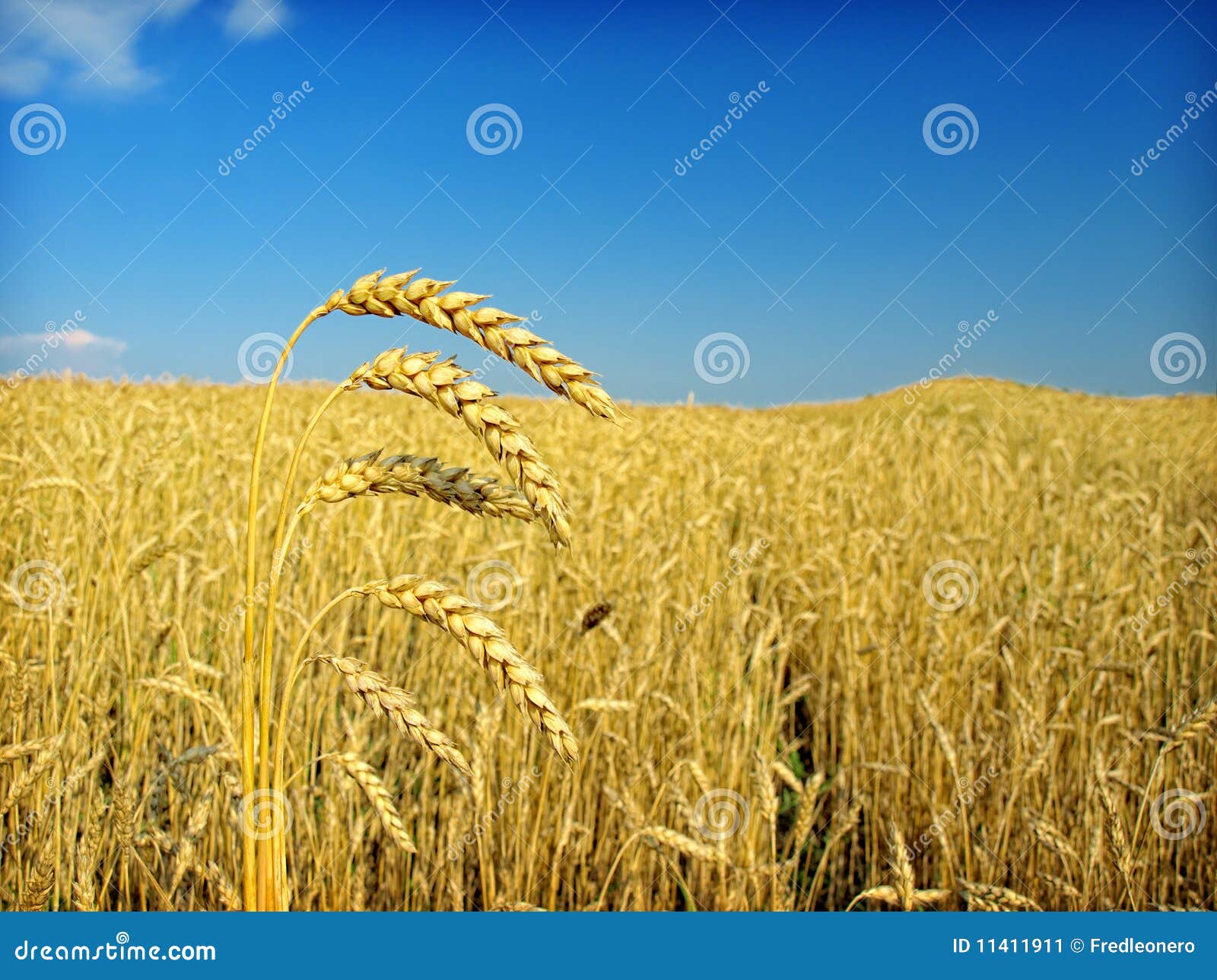 Wheat and blue sky stock image. Image of cultivated, organic - 11411911