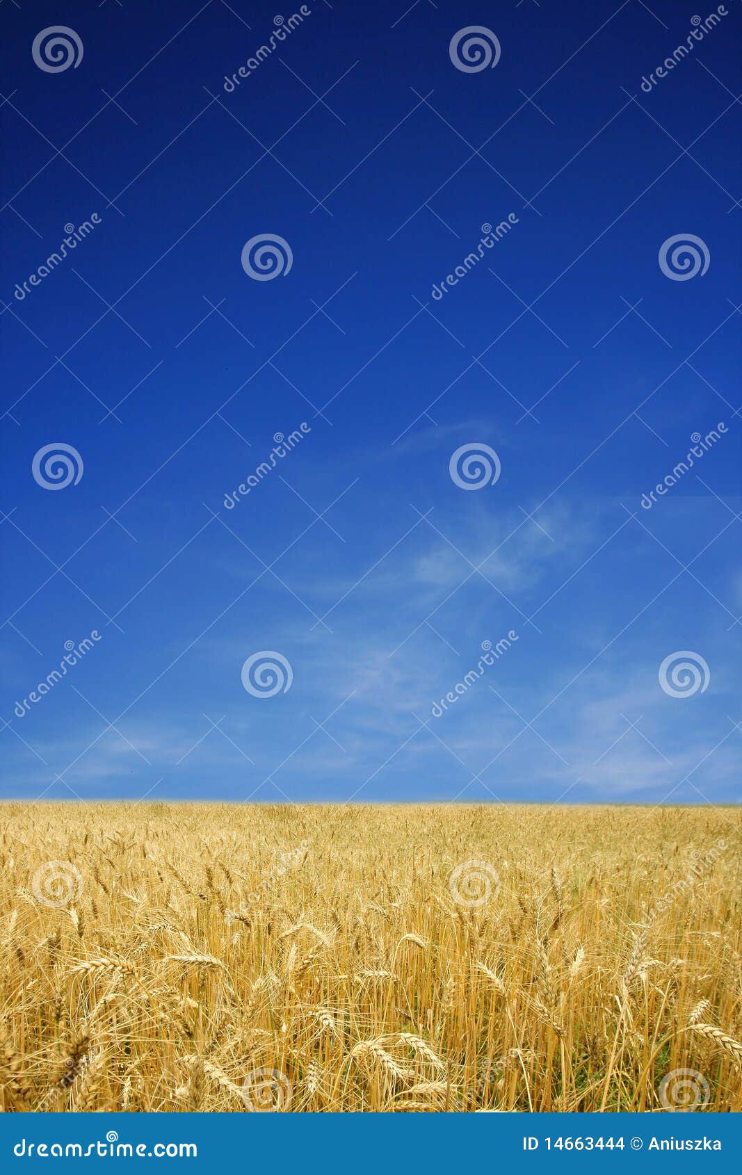 Wheat and blue sky stock photo. Image of country, background - 14663444