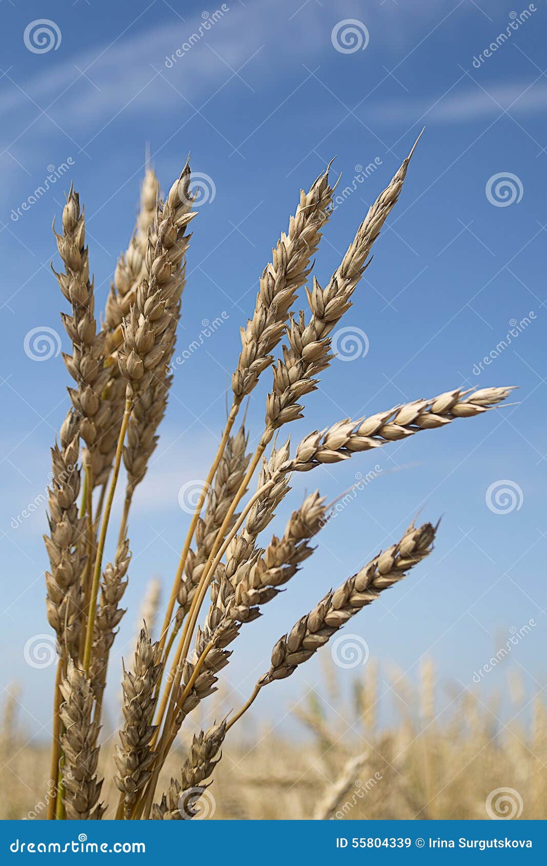 Wheat stock image. Image of harvesting, agriculture, food - 55804339