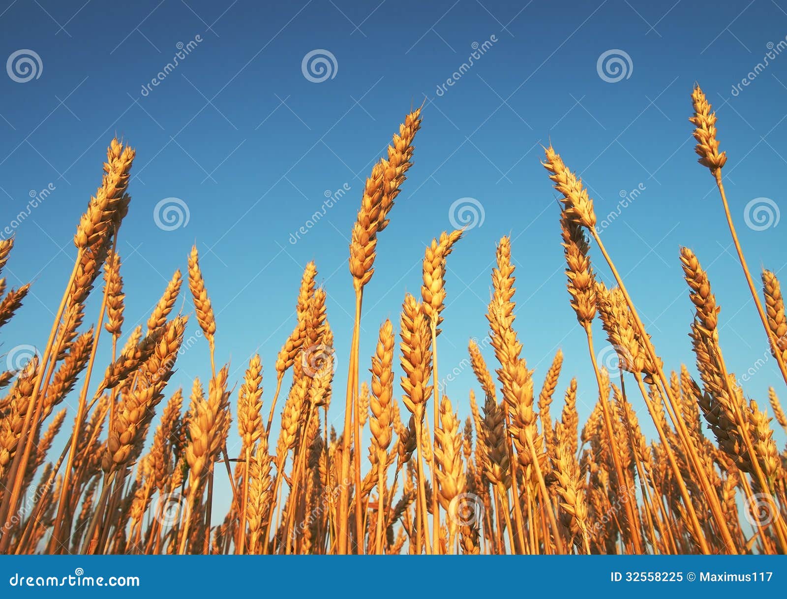 Wheat and Blue Sky As Background Stock Image - Image of grass, park ...