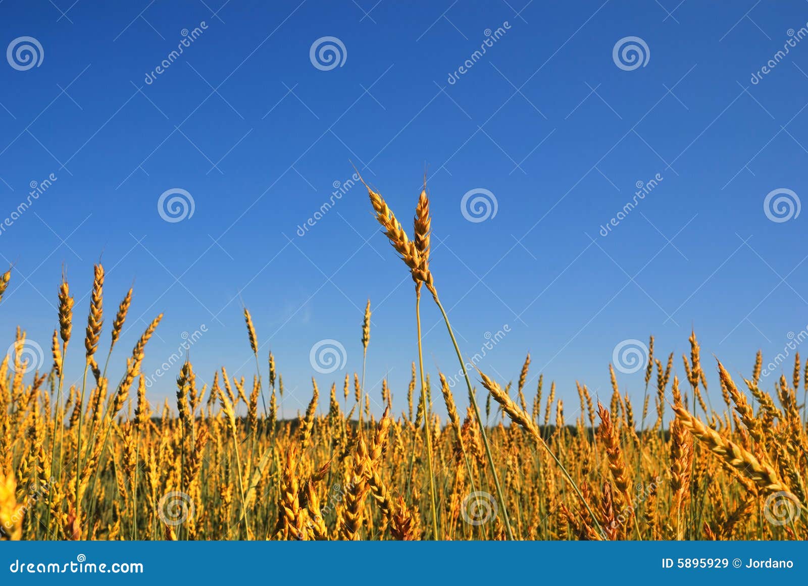 Wheat in the Blue Sky Background 4 Stock Image - Image of wheat, meadow ...
