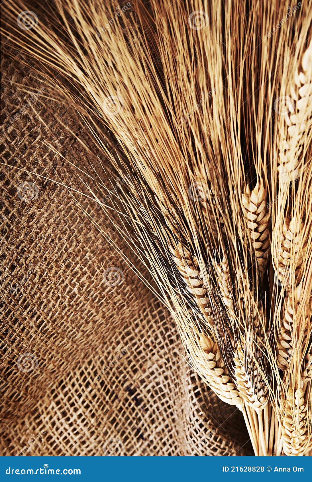 Wheat border stock photo. Image of flora, agriculture - 21628828