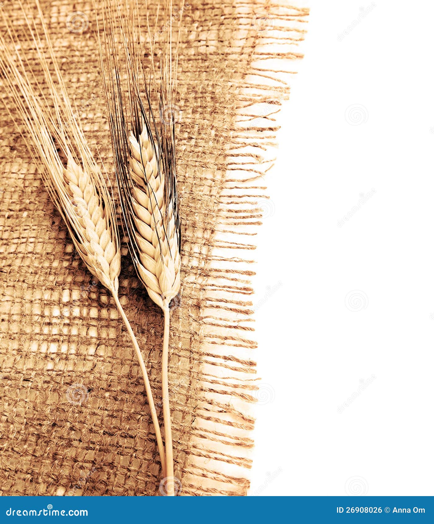 Wheat border stock photo. Image of bread, healthy, copy - 26908026