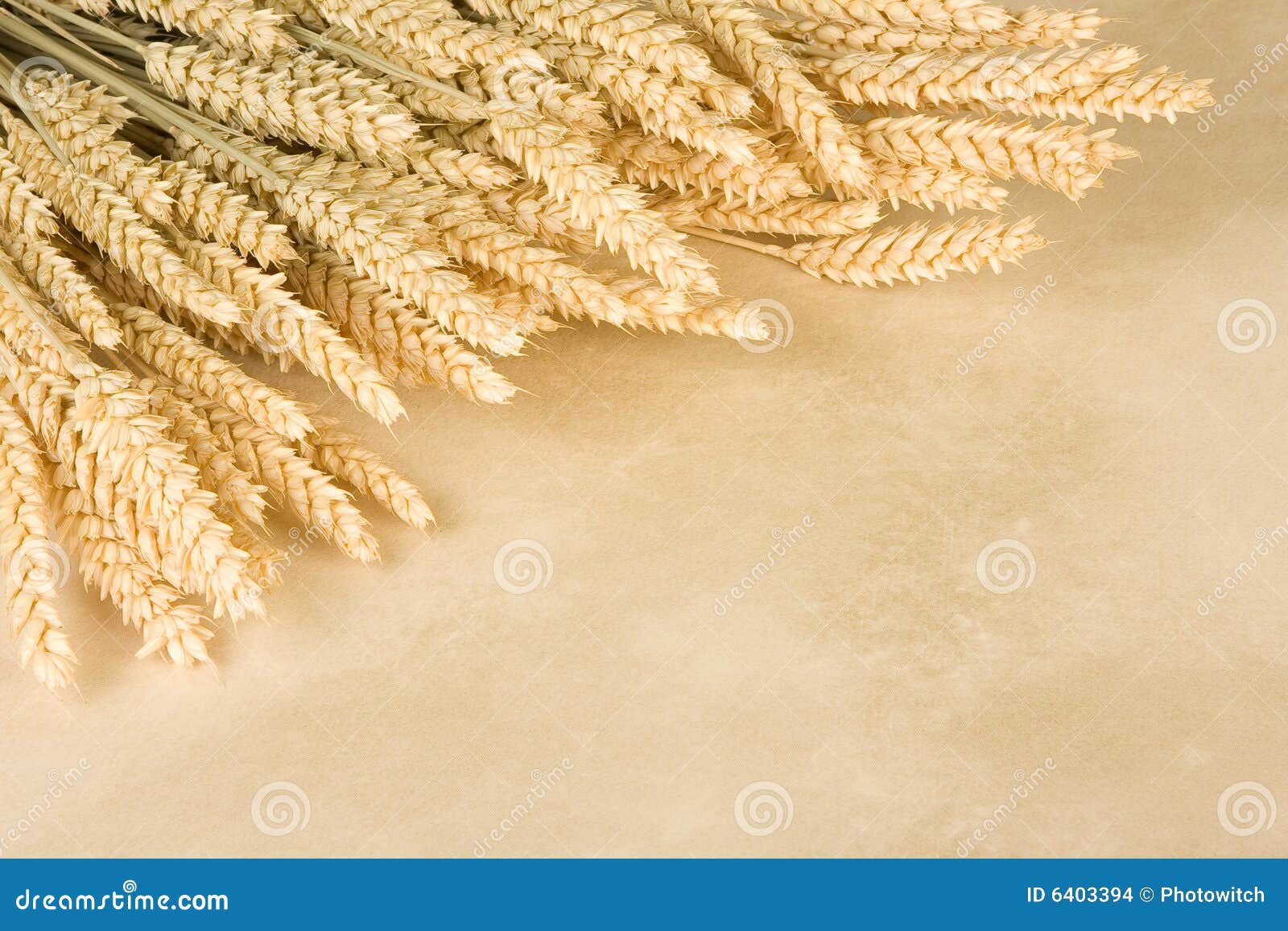 Wheat border stock photo. Image of nature, crop, paper - 6403394