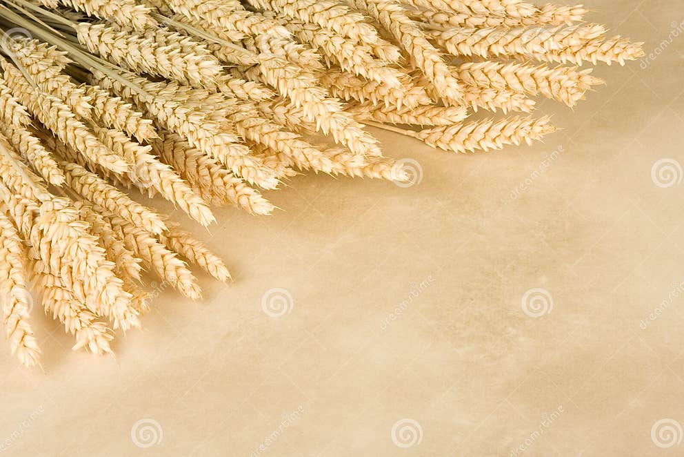 Wheat border stock photo. Image of nature, crop, paper - 6403394