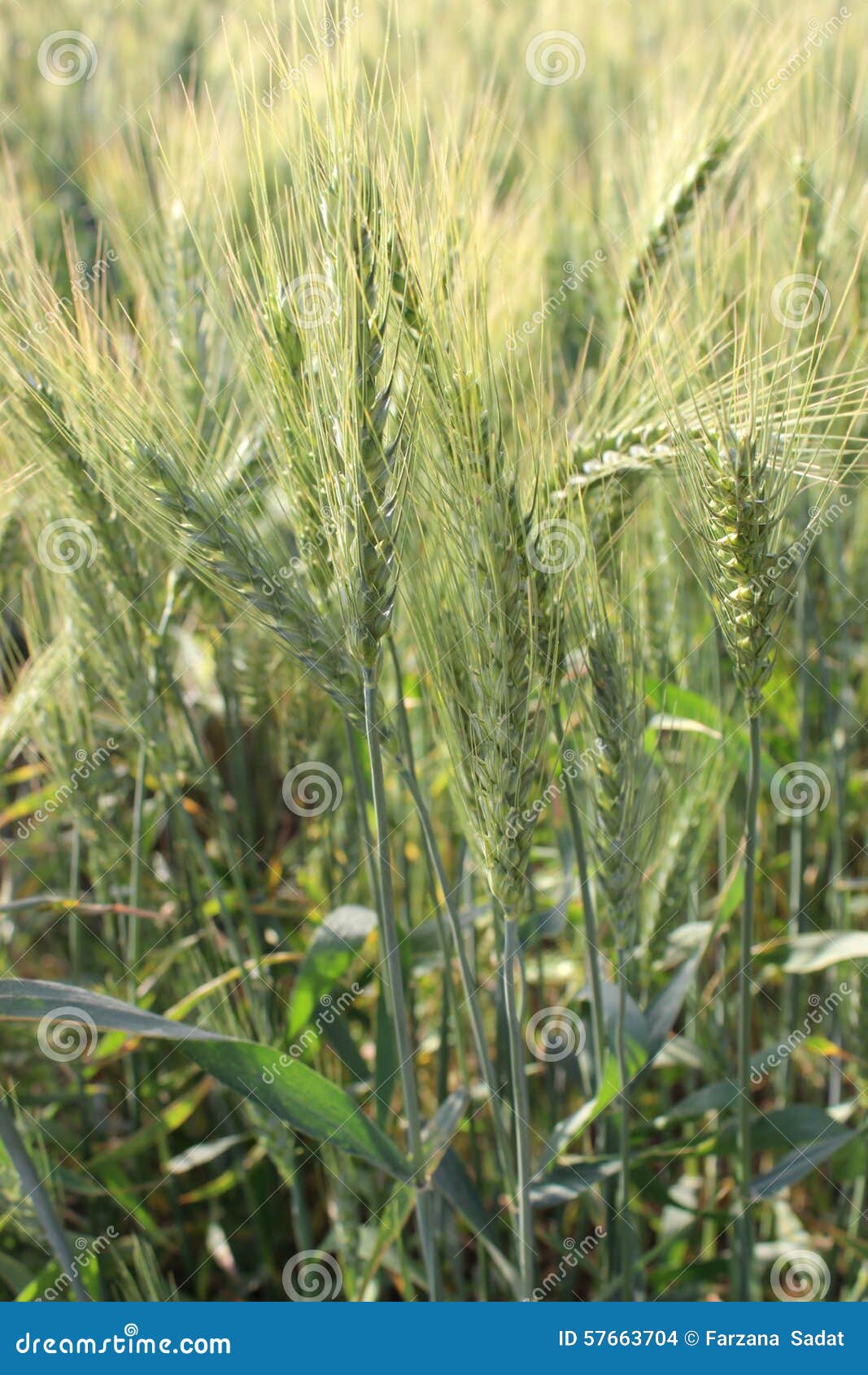 Wheat branches stock photo. Image of field, branches - 57663704