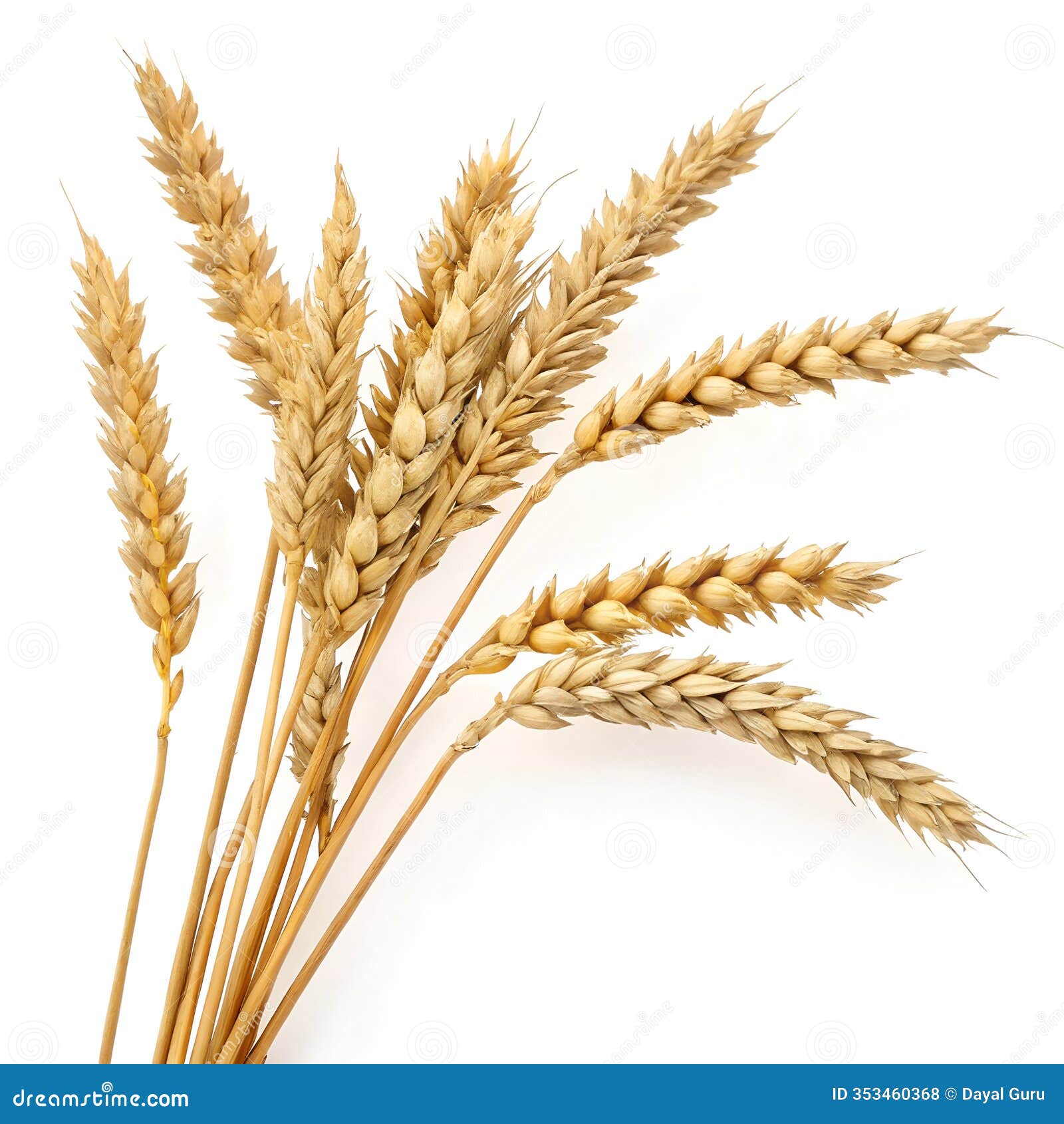 Wheat Branches Isolated on White Background Stock Illustration ...