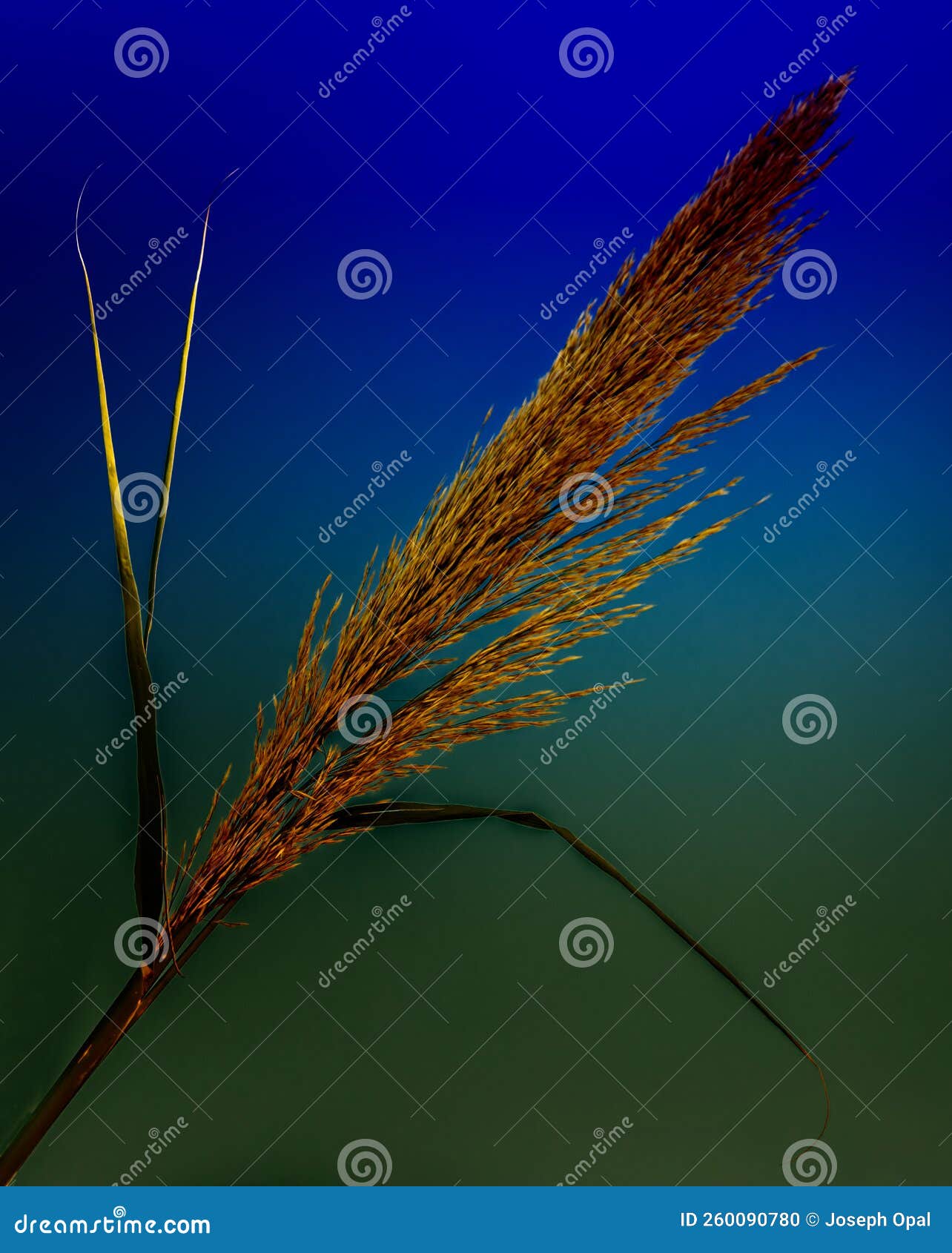 Wheat bud stock photo. Image of color, still, wheat - 260090780