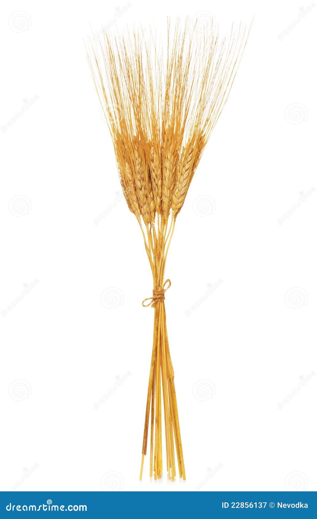 Wheat bunch stock image. Image of bundle, seed, cereal - 22856137