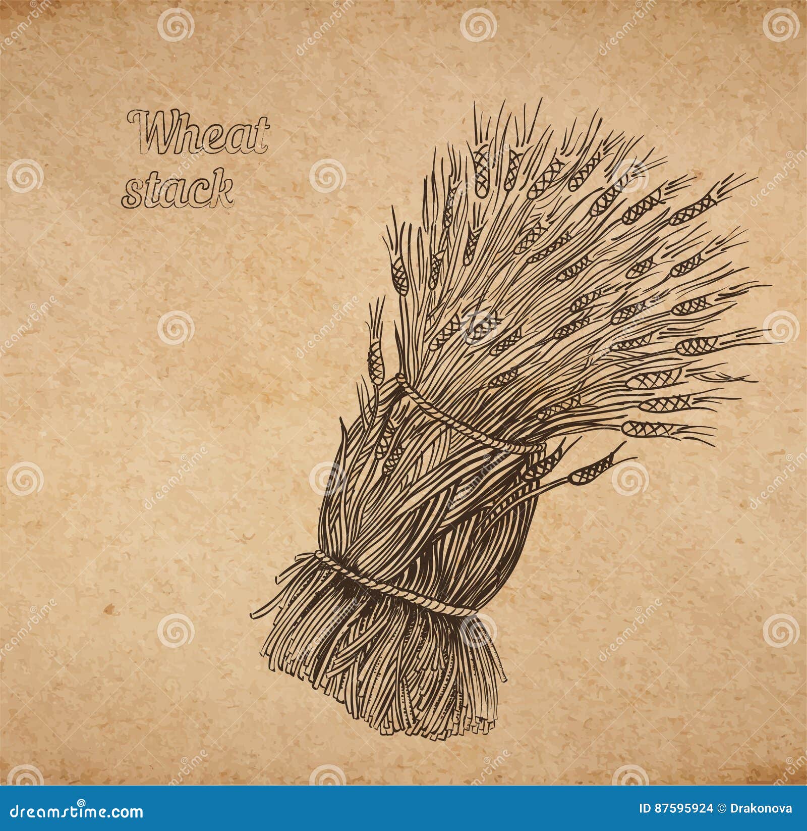 Wheat bunch engraving stock vector. Illustration of antique - 87595924
