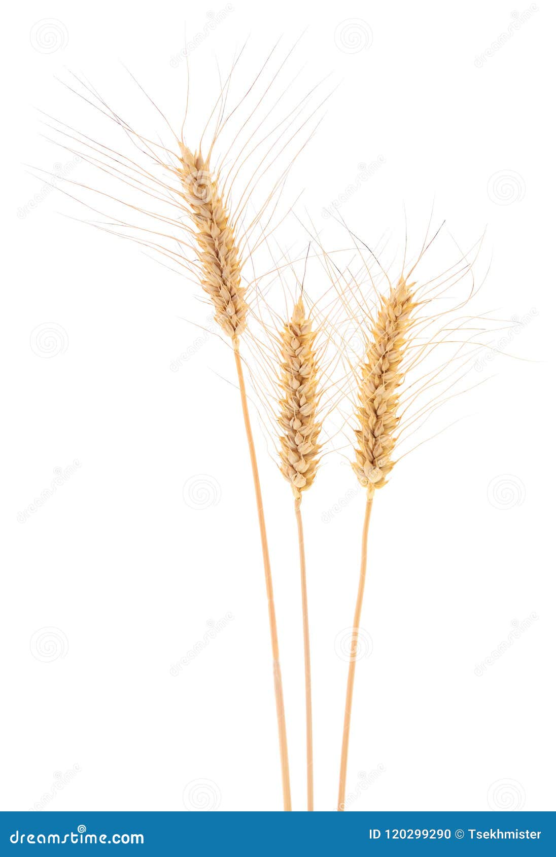 Wheat Bunch on white. stock photo. Image of macro, summer - 120299290