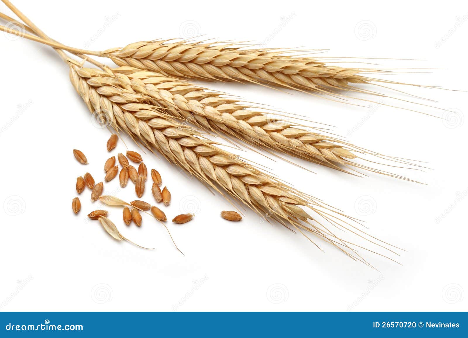 Wheat bundle stock photo. Image of natural, grains, harvesting - 26570720