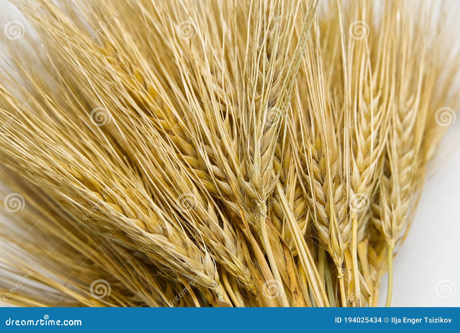 Wheat Bundle Stock Image | CartoonDealer.com #21746545