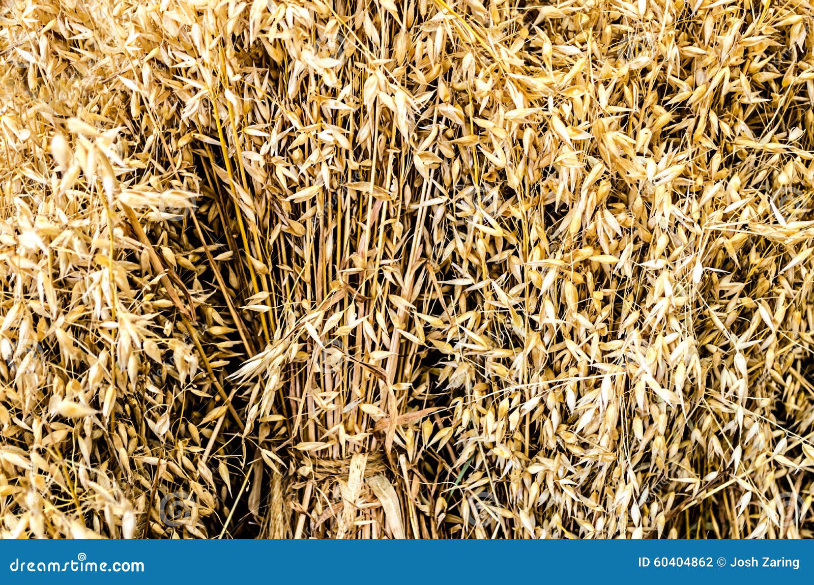 Wheat Bundle Large stock photo. Image of farming, ears - 60404862
